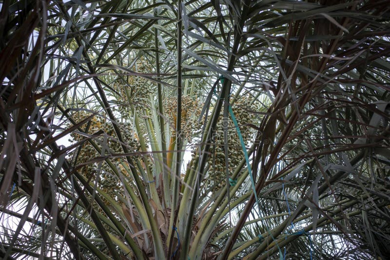 Green Dates Palm Tree (Phoenix Dactylifera L) with Blue Sky Background ...