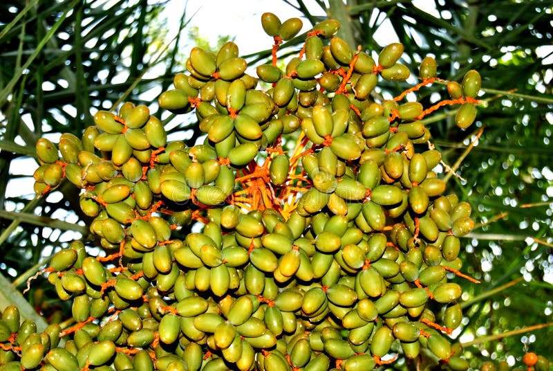 Green dates in tree stock image. Image of green, holy - 42865017