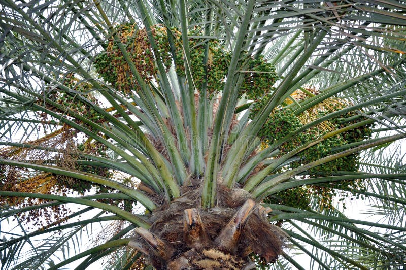A dates tree stock photo. Image of stood, land, tall - 125992698