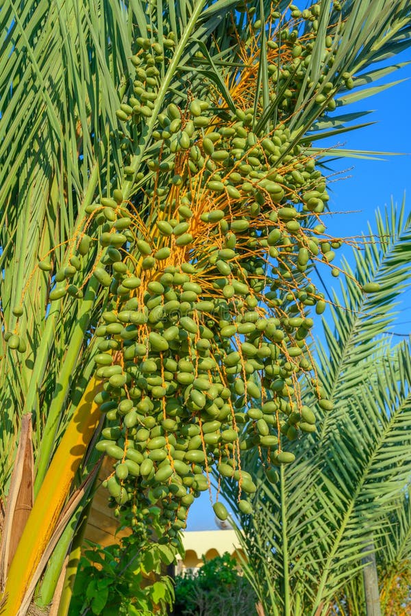 Green Dates on Tree for Background Stock Image - Image of arab, vitamin ...