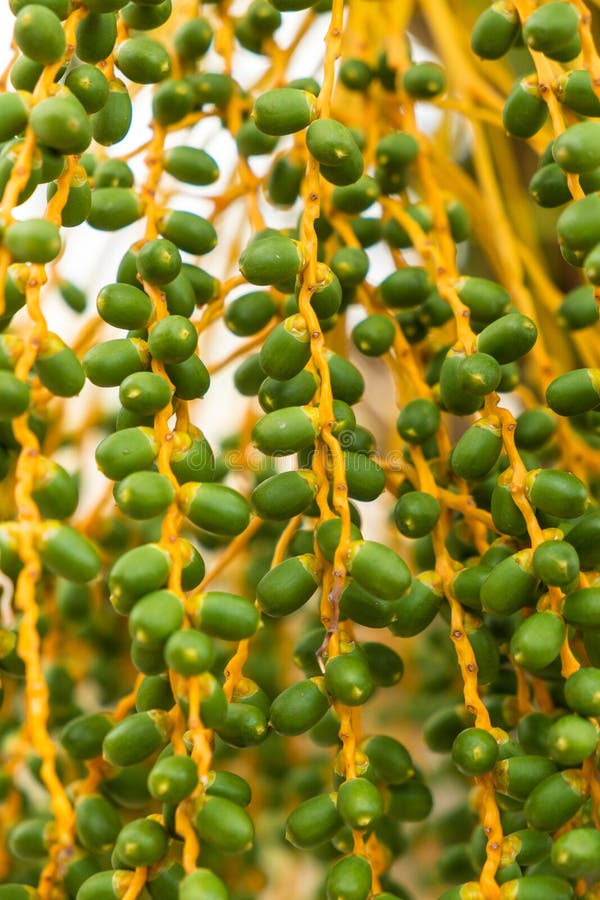 Green dates on the tree stock image. Image of date, agriculture - 138207145