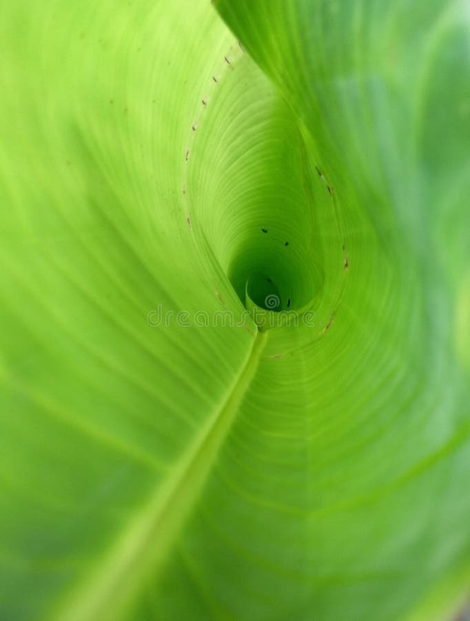 Green Daun pisang stock image. Image of petal, greedaun - 189761347