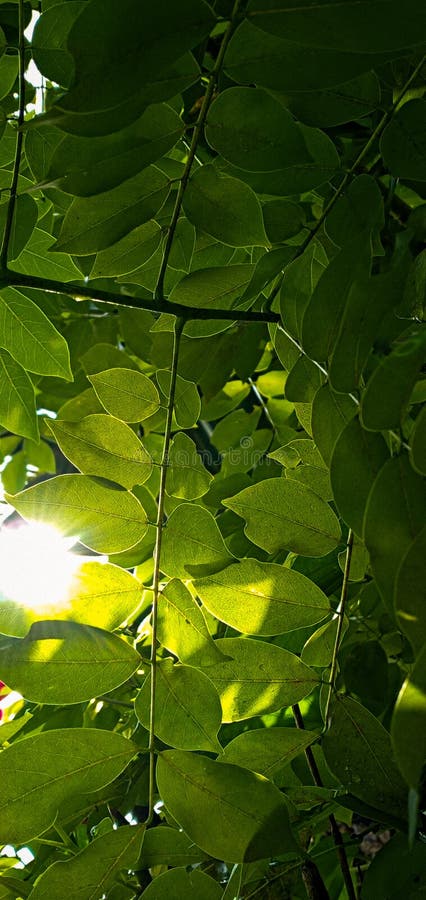 Green daun plant stock image. Image of produce, jungle - 219284561