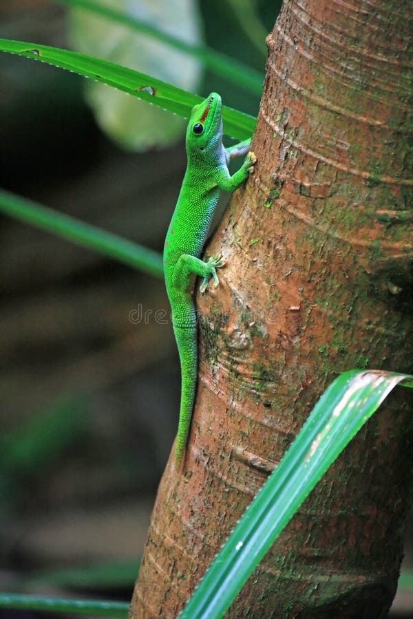 Green Day Gecko on Tree Trunk Stock Photo - Image of hair, lurk: 14395280