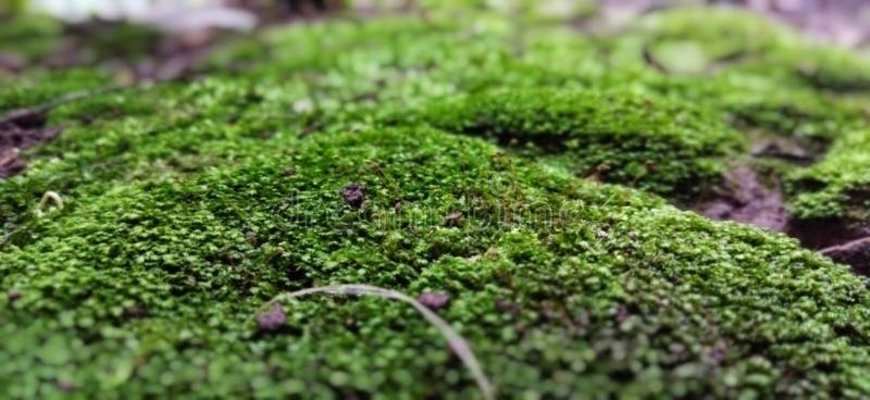 Green Day Nature of the Morning New Years Stock Image - Image of shrub ...