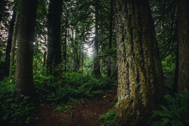 Green Deciduous Forest in Canada Stock Image - Image of nature, wild ...