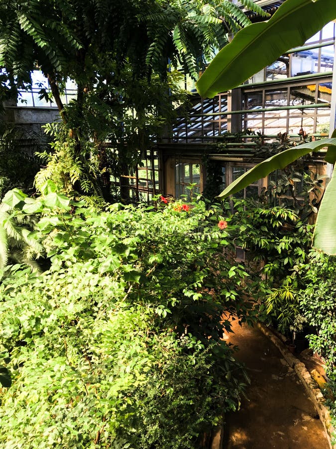 Green Deciduous Jungle with an Abandoned Building Stock Photo - Image ...