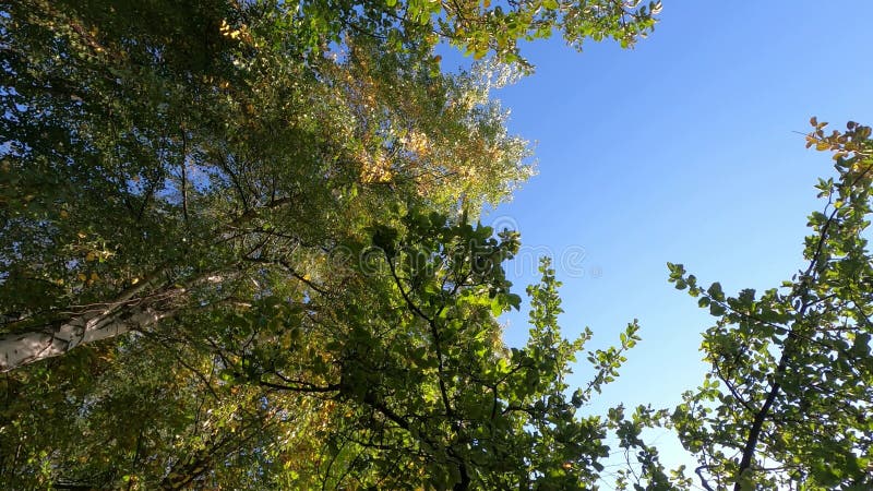 Green Deciduous Trees in Autumn Stock Footage - Video of orchard ...