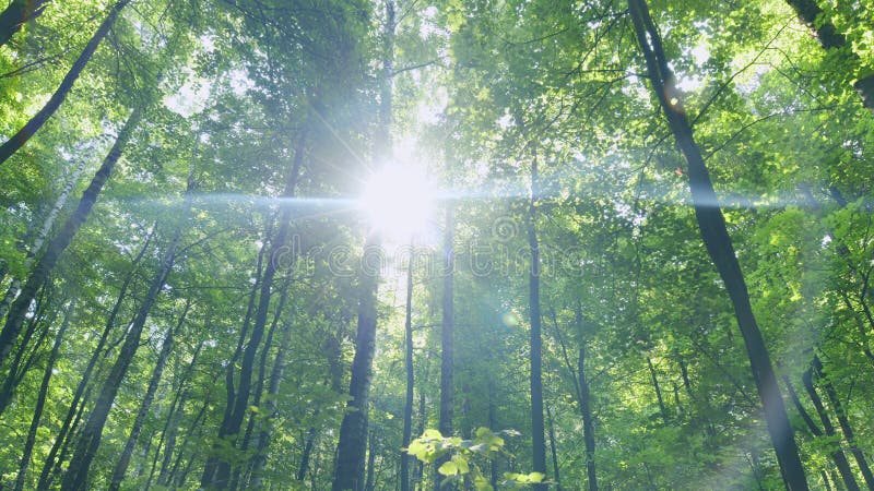 Green Deciduous Trees. Beautiful Nature Green Landscape. Time Lapse ...