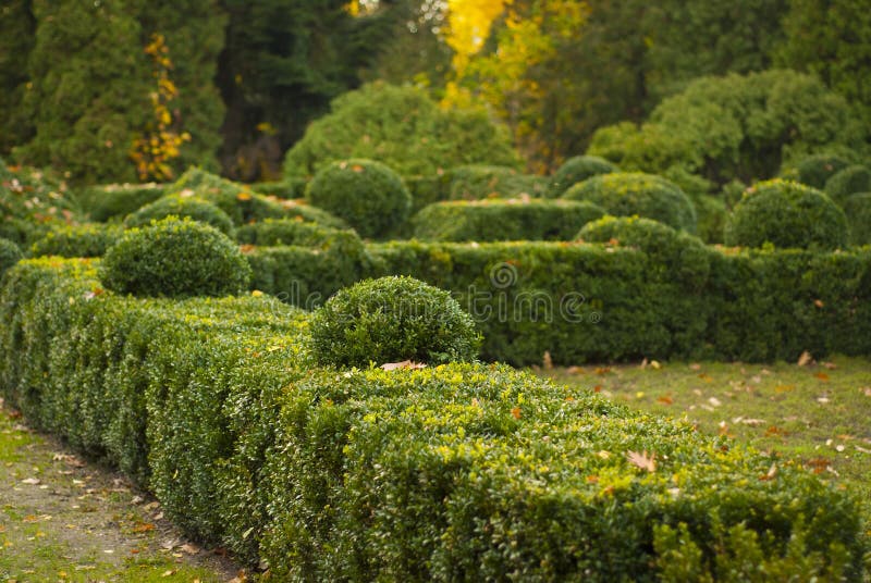 Green Decorative Bushes in a City Park Stock Photo - Image of tree ...