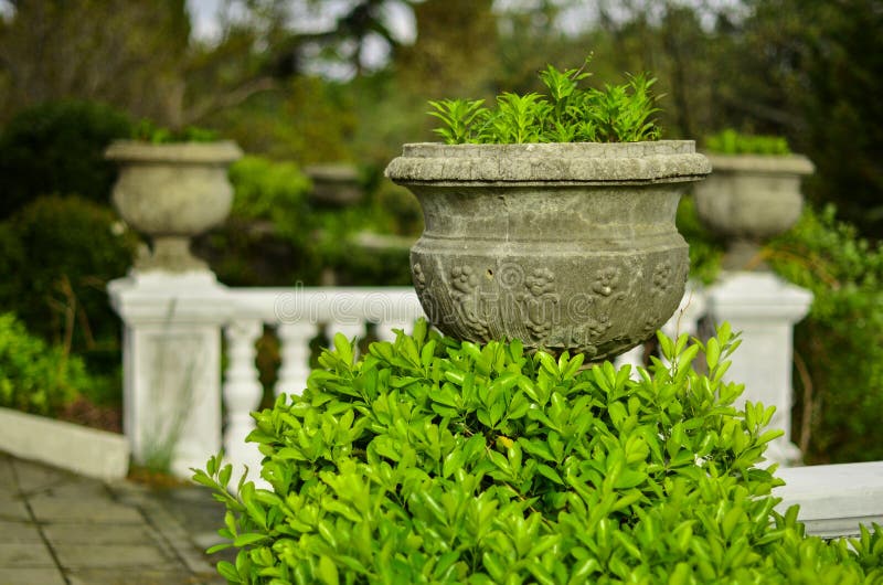 Green Decorative Park Bush in Spring Stock Image - Image of lawn ...