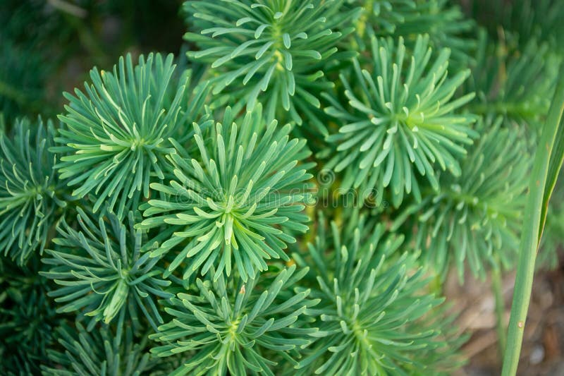 Prickly Plant in the Forest Stock Photo - Image of background, thorn ...