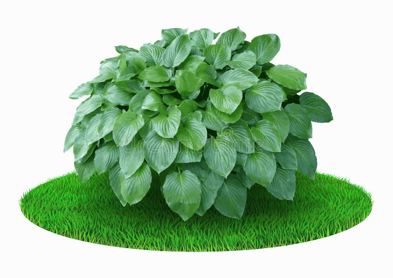 Bush in the Shape of a Rectangle. View from Above. Vector Illustration ...