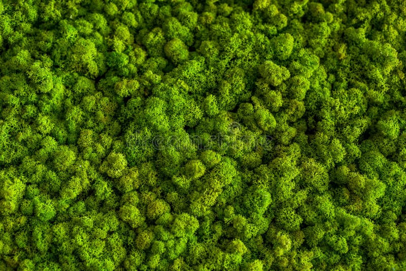 Green Decorative Soft Moss for Interior Decoration Stock Image - Image ...