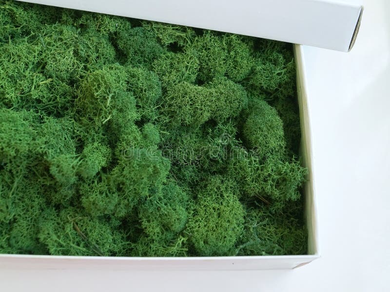 Green Decorative Stabilized Moss in an Open Cardboard Box Stock Image ...