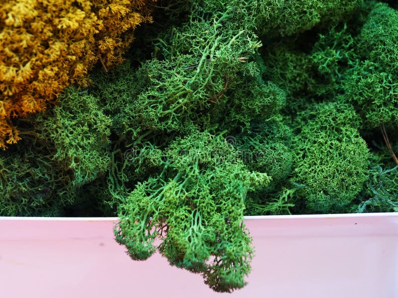 Green Decorative Stabilized Moss in an Open Cardboard Box Stock Photo ...