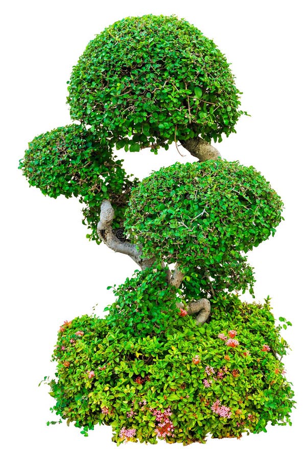 Green Decorative Tree Isolated on White Stock Image - Image of ...