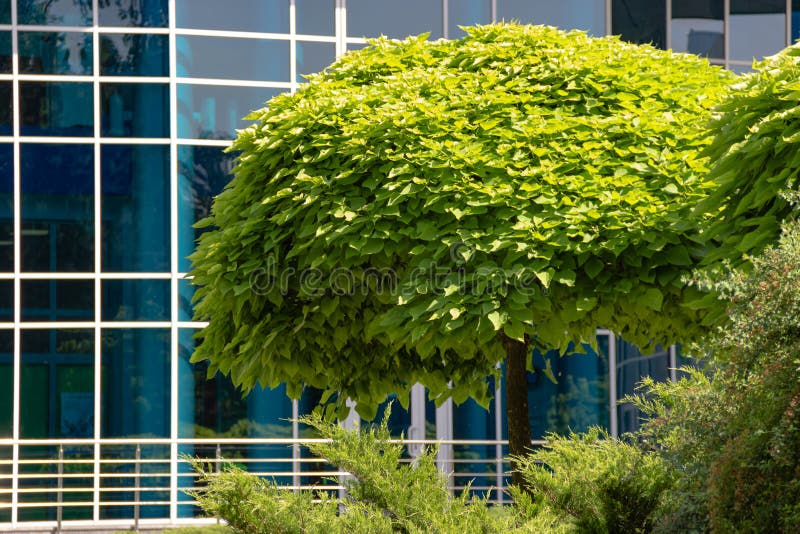 Green Decorative Tree with a Round Crown on the Background of an Office ...