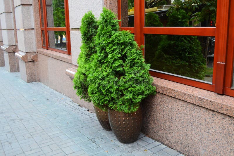 Green Decorative Trees in Pots in the City. Stock Photo - Image of ...