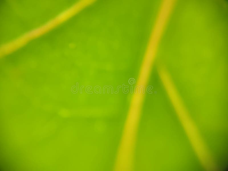 Green Leaf Defocused Background Stock Photo - Image of natural ...