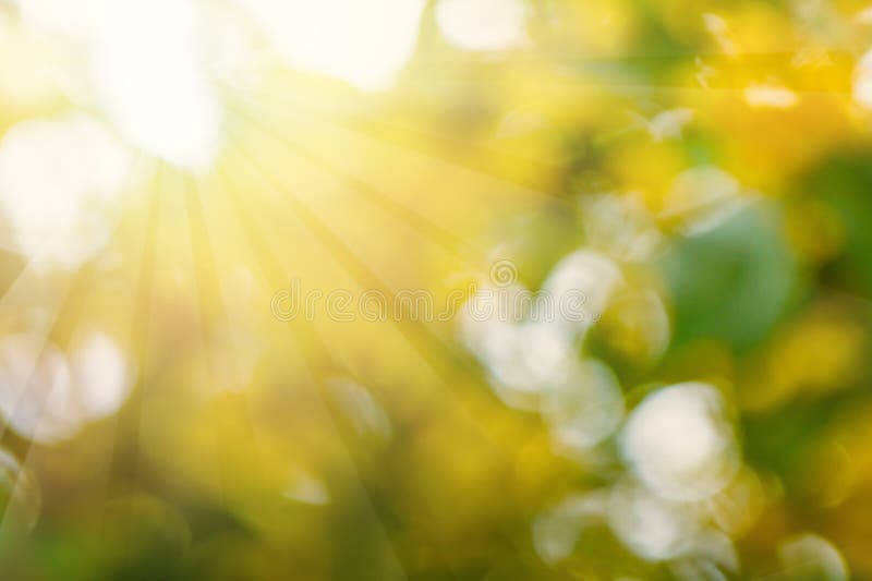 Green Defocused Leaves an Sunlight Background Stock Image - Image of ...