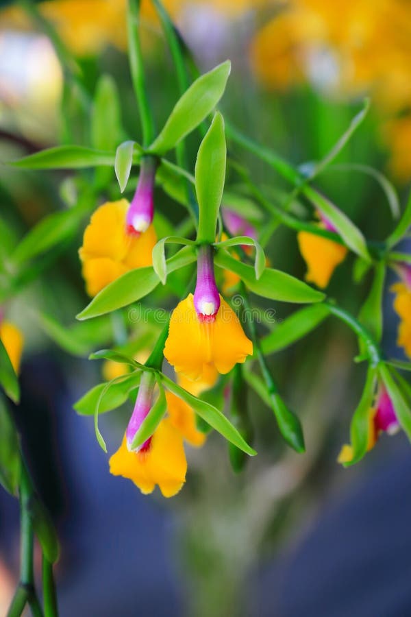 Green Dendrobium Orchid stock image. Image of flower - 49174607