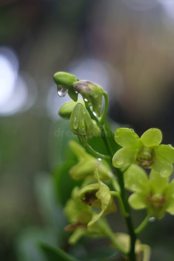 Green Dendrobium Orchid and Raindrops Stock Photo - Image of blossom ...