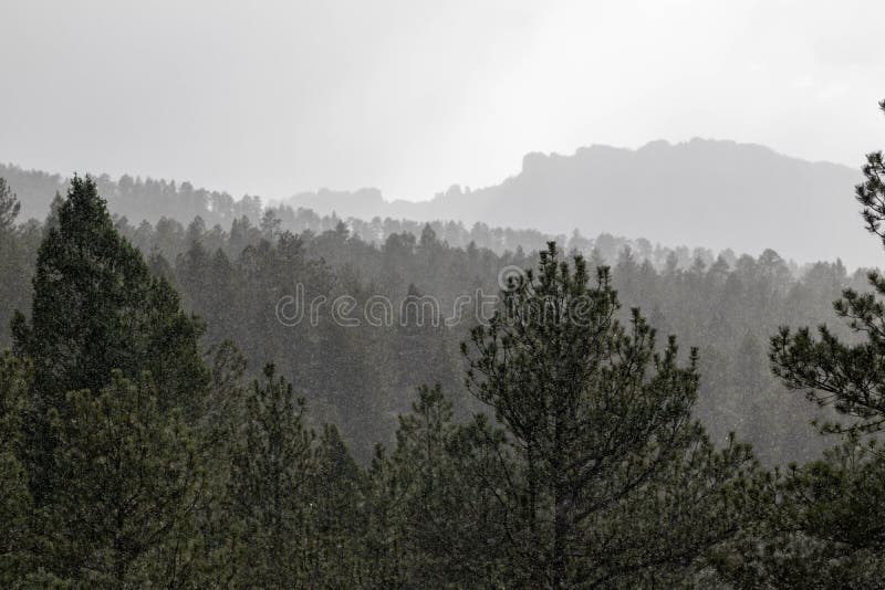 Green Dense Forest with a Distant Mountain Covered with Fog Under ...