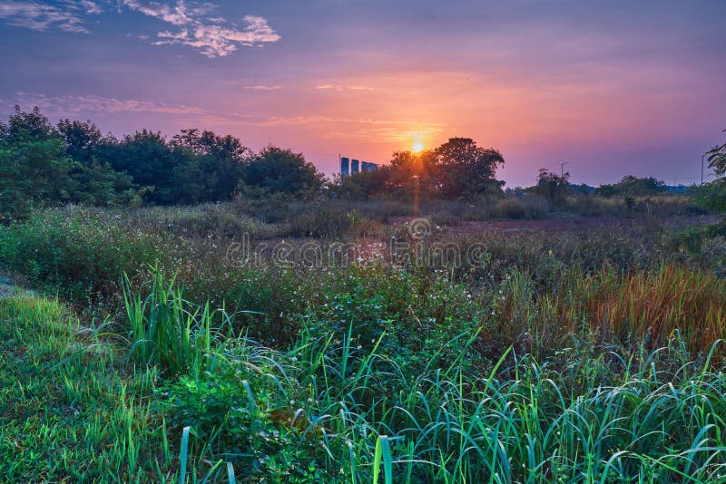 Green and Dense Grass that is Illuminated Stock Image - Image of little ...