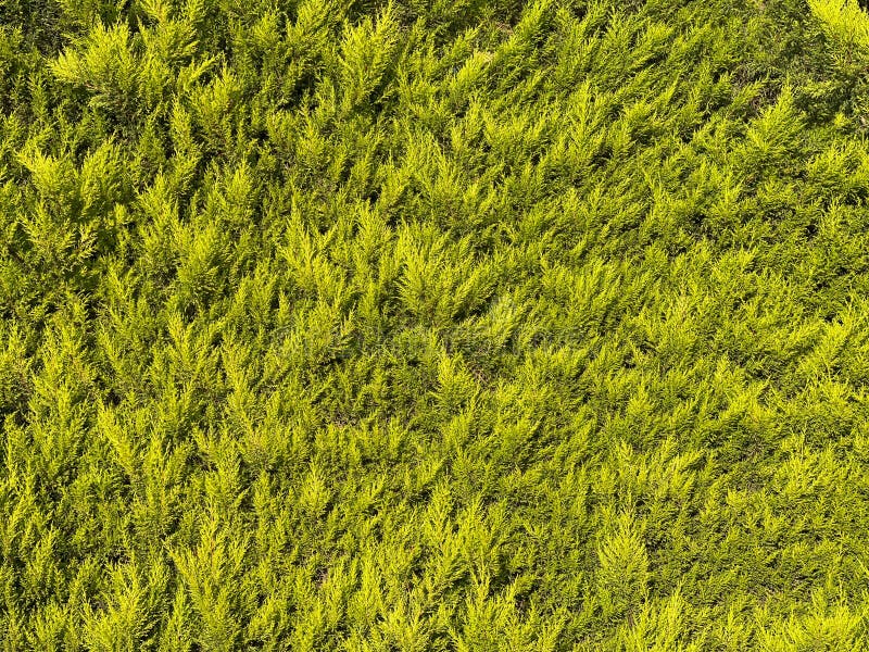 Green Dense Hedge. Botanical Pattern, Background for Your Design Stock ...