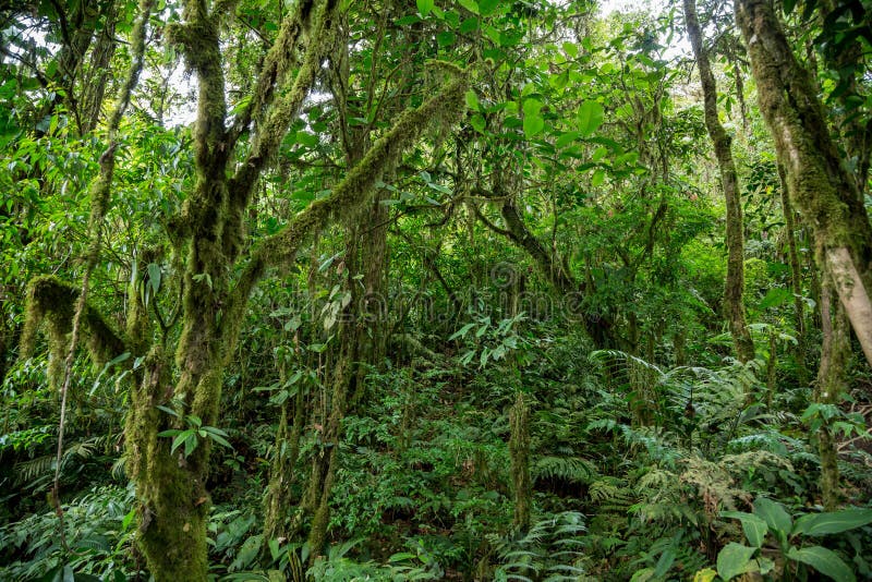 Green dense jungle stock image. Image of hike, background - 62763113