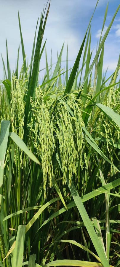 Green and Dense Rice in the Rice Fields Stock Photo - Image of rice ...