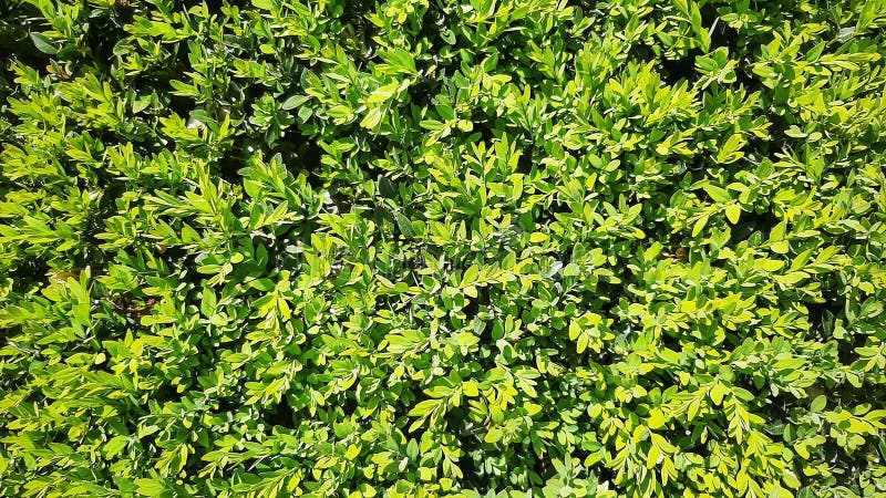 Green Dense Small Leaves in Summer Sunlit Stock Image - Image of garden ...