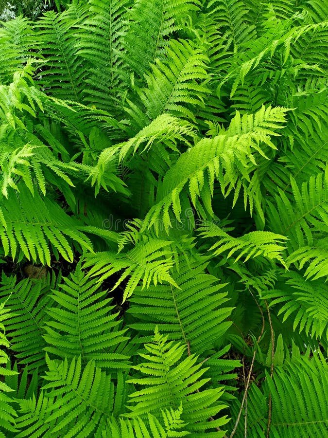 Green Dense Thickets of Fern. View from Above Stock Photo - Image of ...