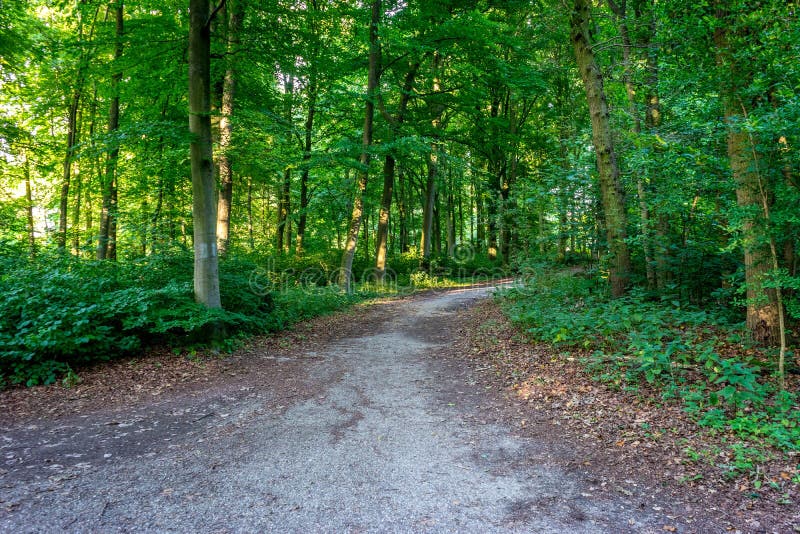 Green Densely Packed Trees in Haagse Bos, the Hague Forest Stock Photo ...