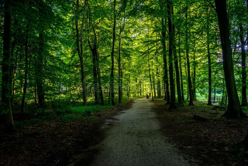 Green Densely Packed Trees in Haagse Bos, the Hague Forest Stock Photo ...