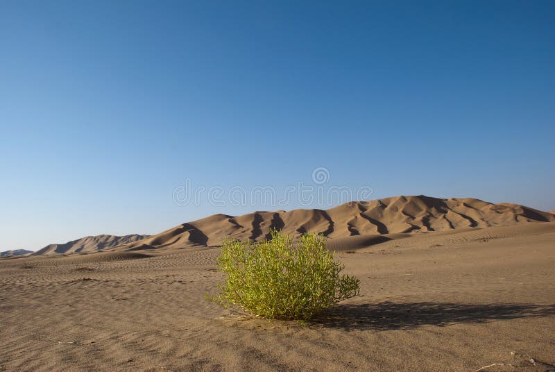 Green in Desert stock image. Image of sahara, extrem - 22960789