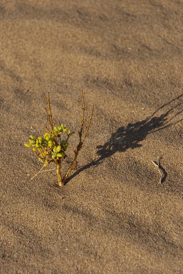 Green in Desert stock image. Image of arabic, background - 22960877