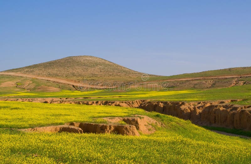 Green desert stock image. Image of yellow, summer, season - 4531497