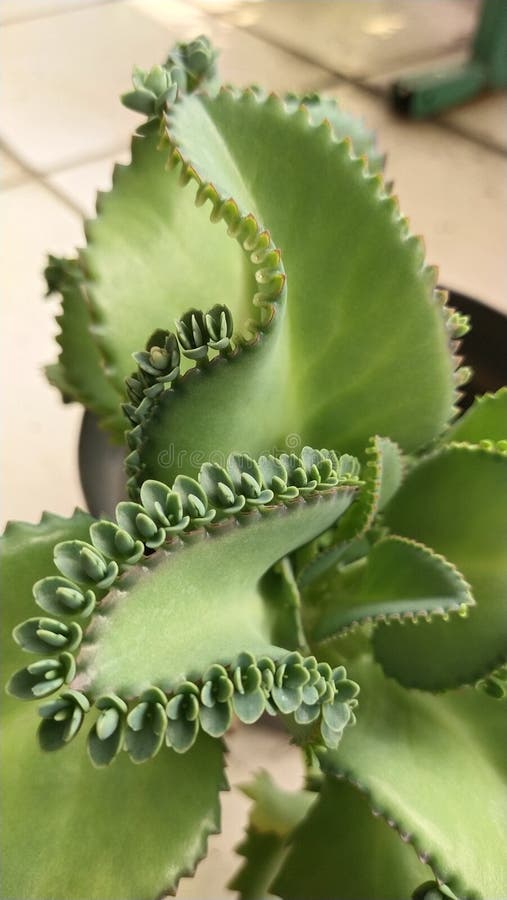 Devils backbone plant powdery substance on leaves - lityeo