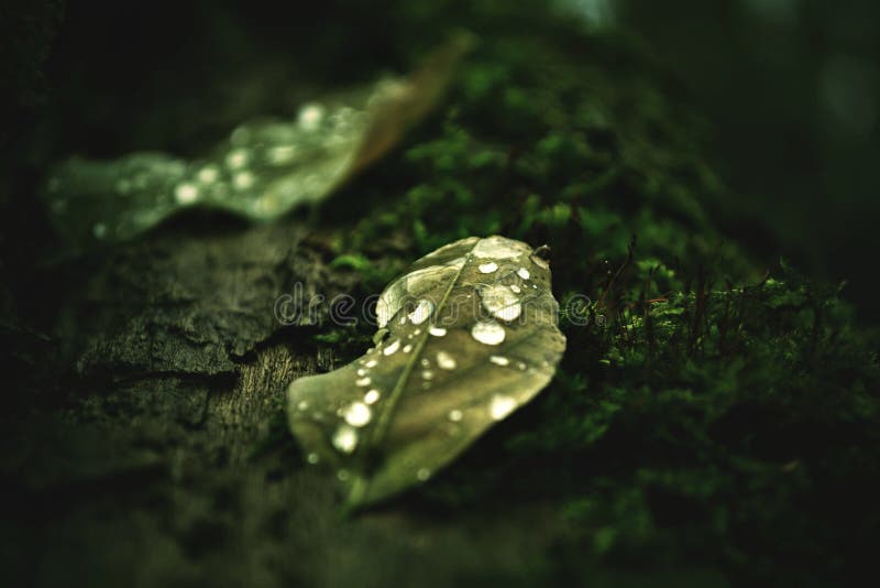 Green Dewy Leaf on a Broken Tree Stock Image - Image of moss, water ...