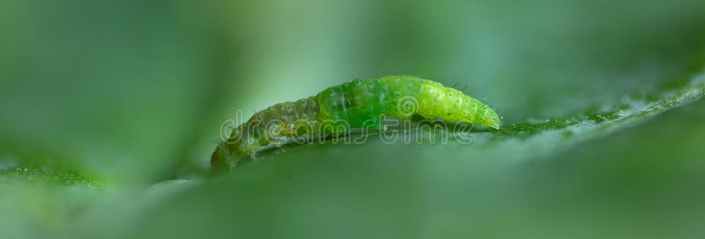 Green Diamondback Moth Crawling. Stock Photo - Image of insect ...