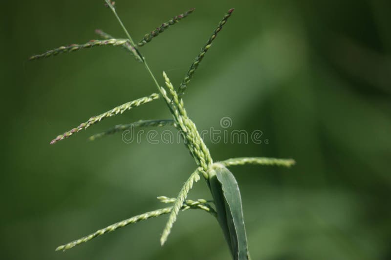 The Green Digitaria Ciliaris in the Natural Garden. Stock Photo - Image ...