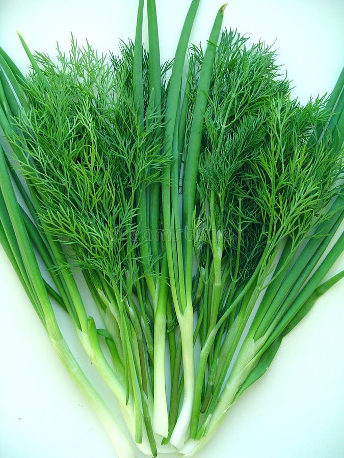 Green dill. Macro photo stock photo. Image of cuisine - 252740260