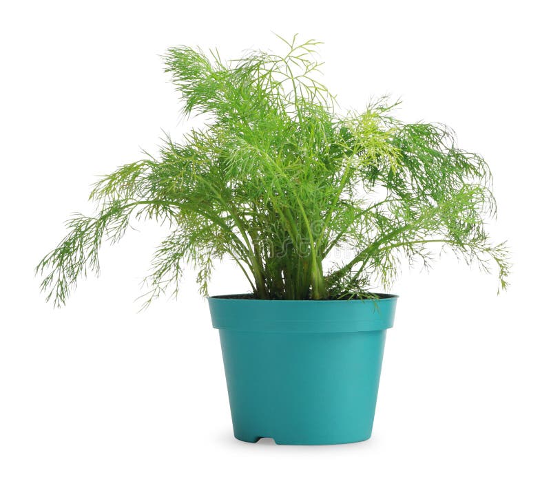 Green Dill Growing in Pot Isolated on White Stock Image - Image of ...