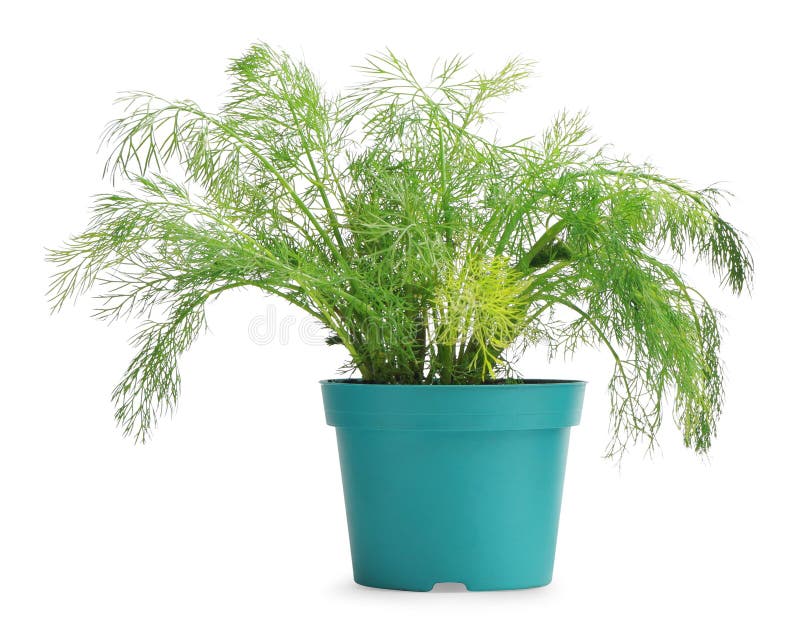 Green Dill Growing in Pot Isolated on White Stock Image - Image of ...