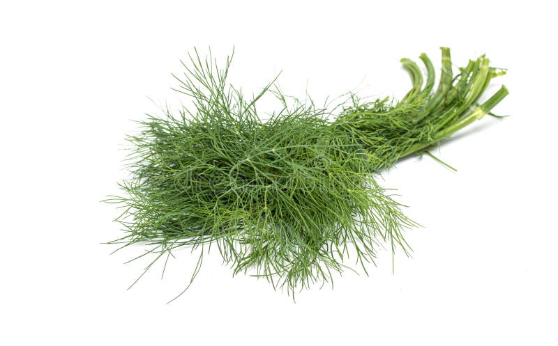 Green dill isolated stock image. Image of single, green - 187706701