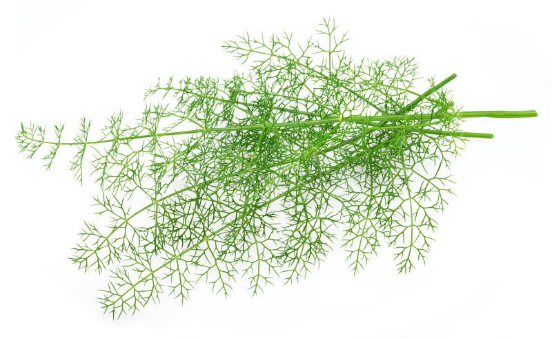 Green Dill Leaves Isolated on White Background Stock Image - Image of ...