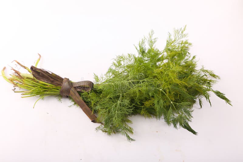 Green Dill Pack Egyption Vegetables Stock Image - Image of chives, food ...