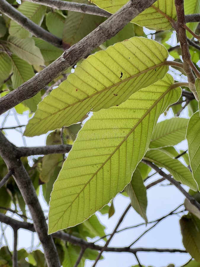 Green Dipterocarpus Alatus Leaves of a Tree in the Forest Stock Image ...